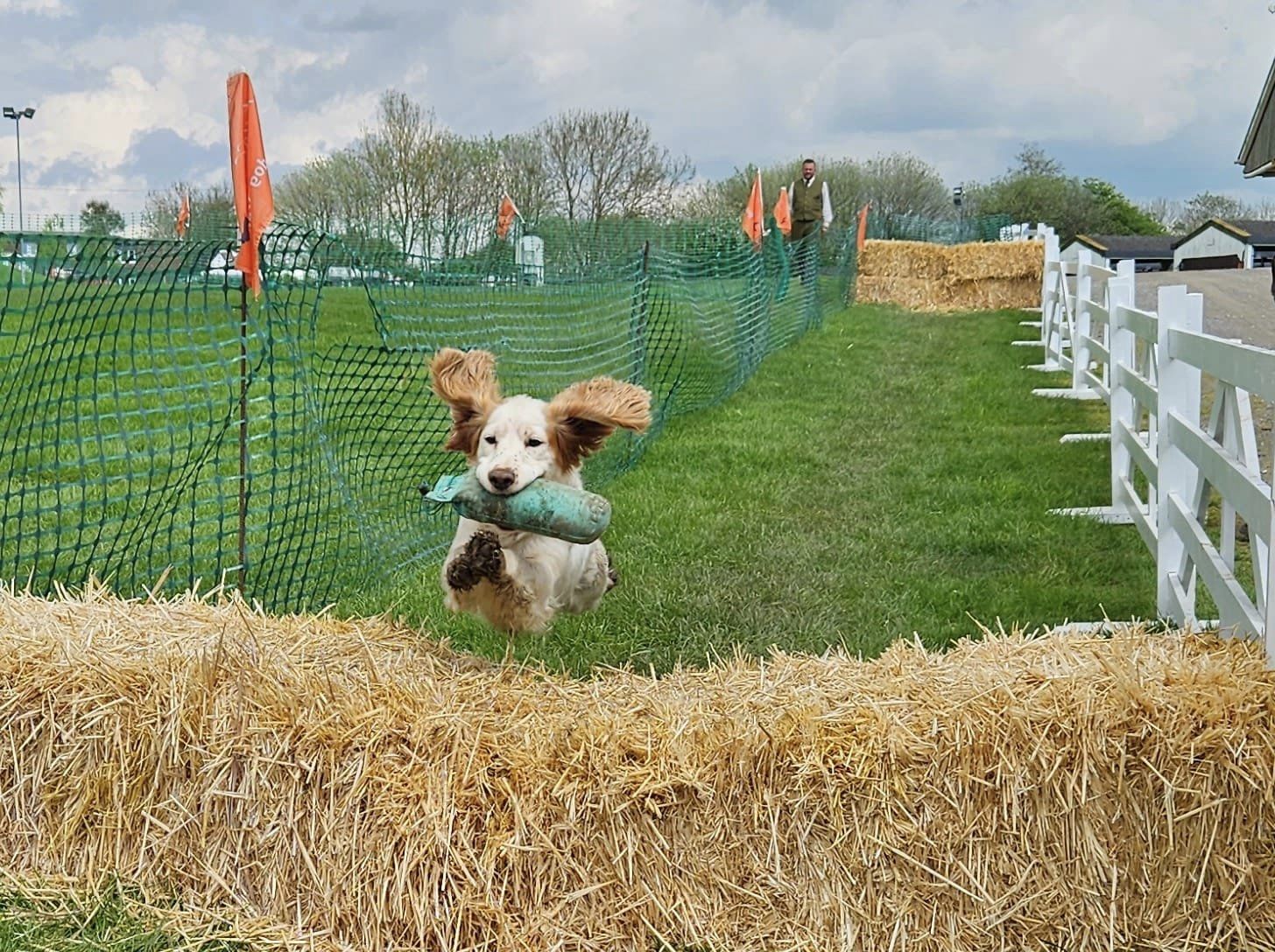 Gundog Scurry