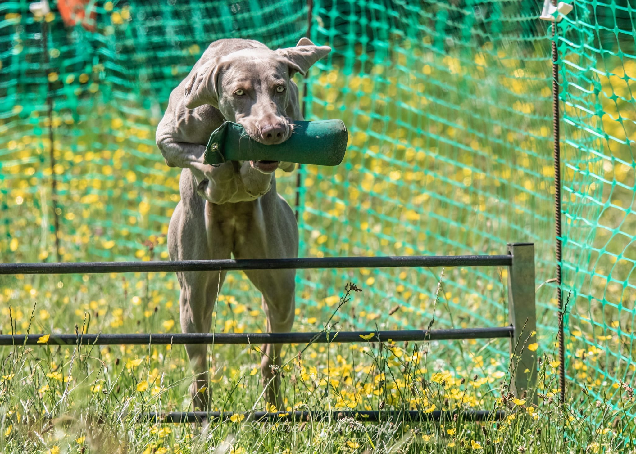 Gundog Scurry