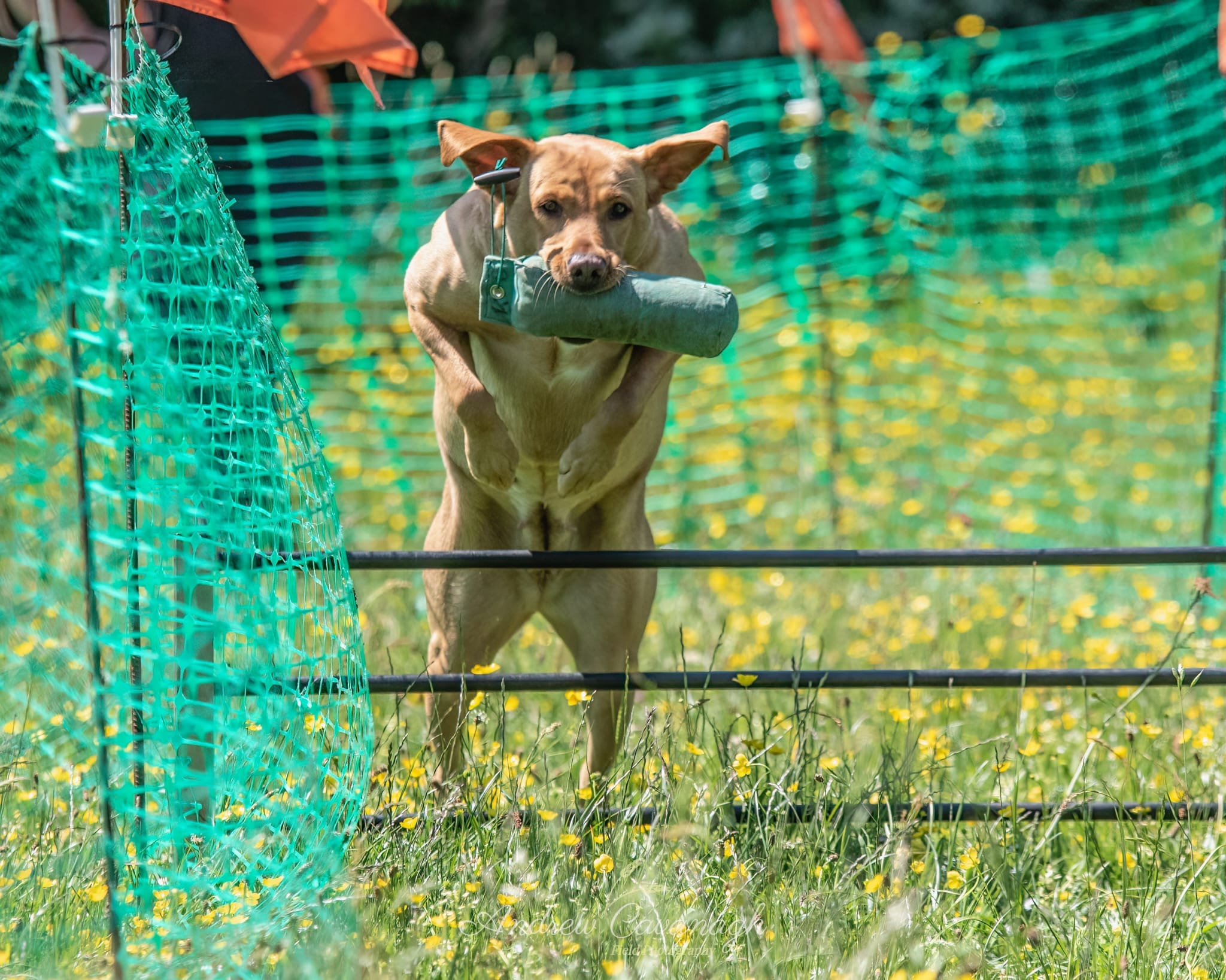Gundog Scurry